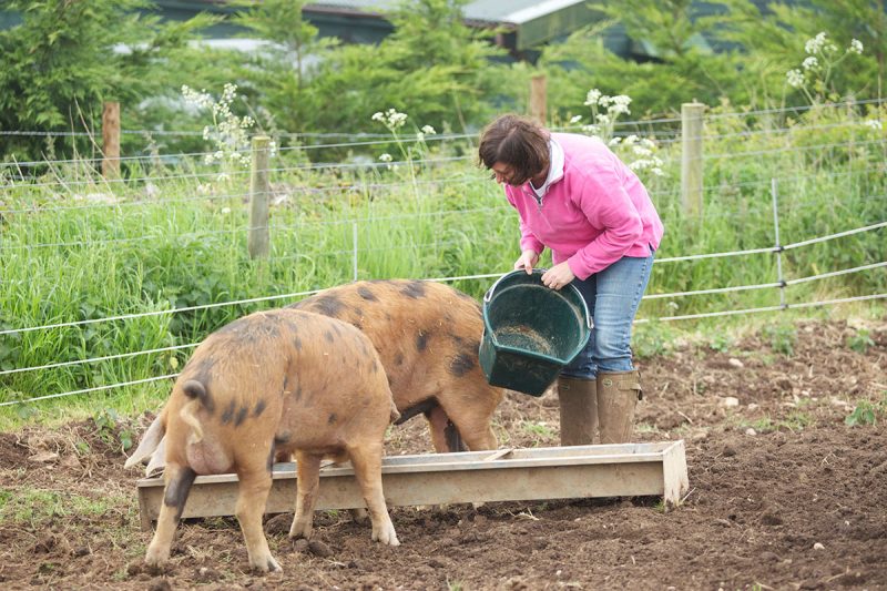 Gallery | Plum Pudding Pigs