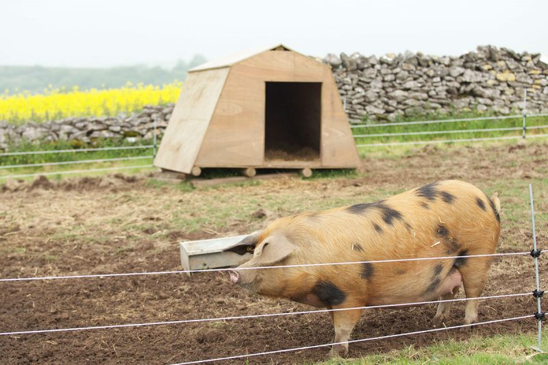 Gallery | Plum Pudding Pigs