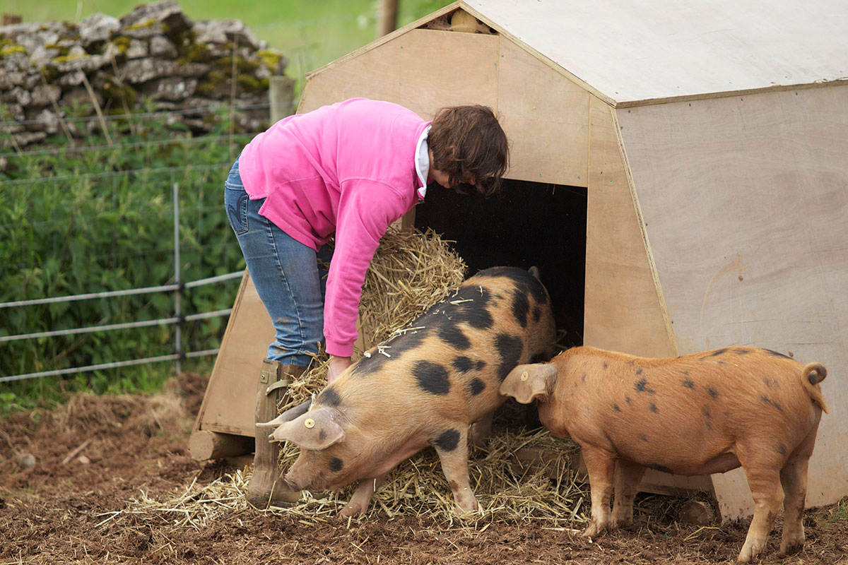 Contact – Plum Pudding Pigs