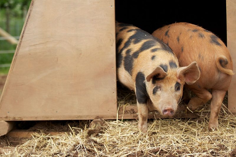 Gallery | Plum Pudding Pigs