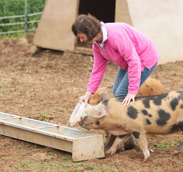 Gallery – Plum Pudding Pigs
