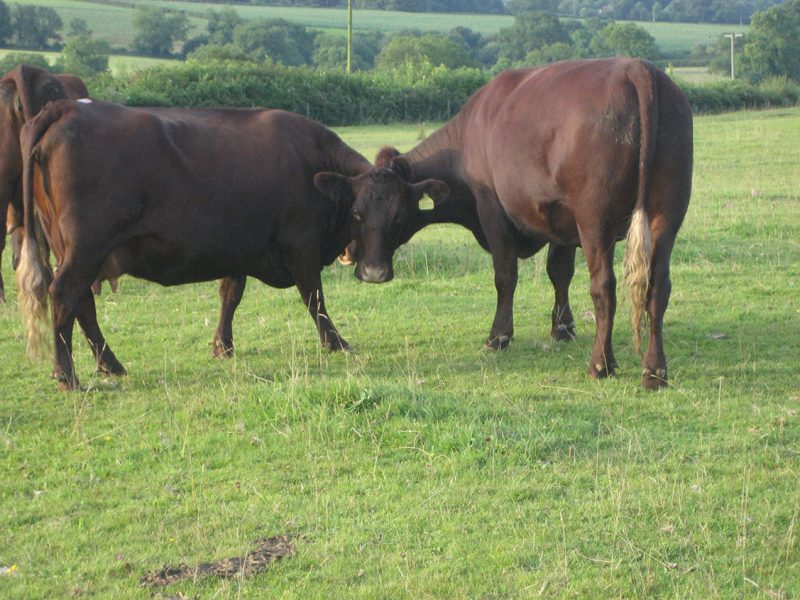 Gallery – Plum Pudding Pigs
